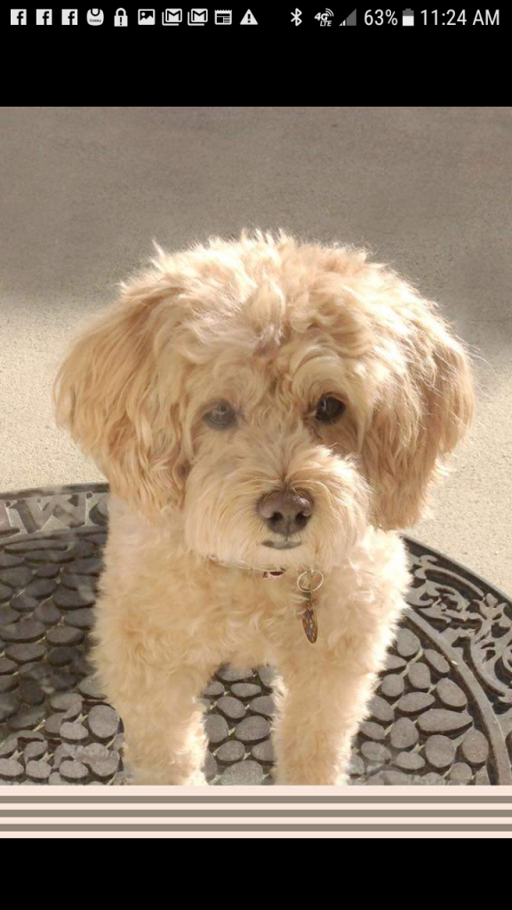 Reviews | Georgia Poodle Rescue