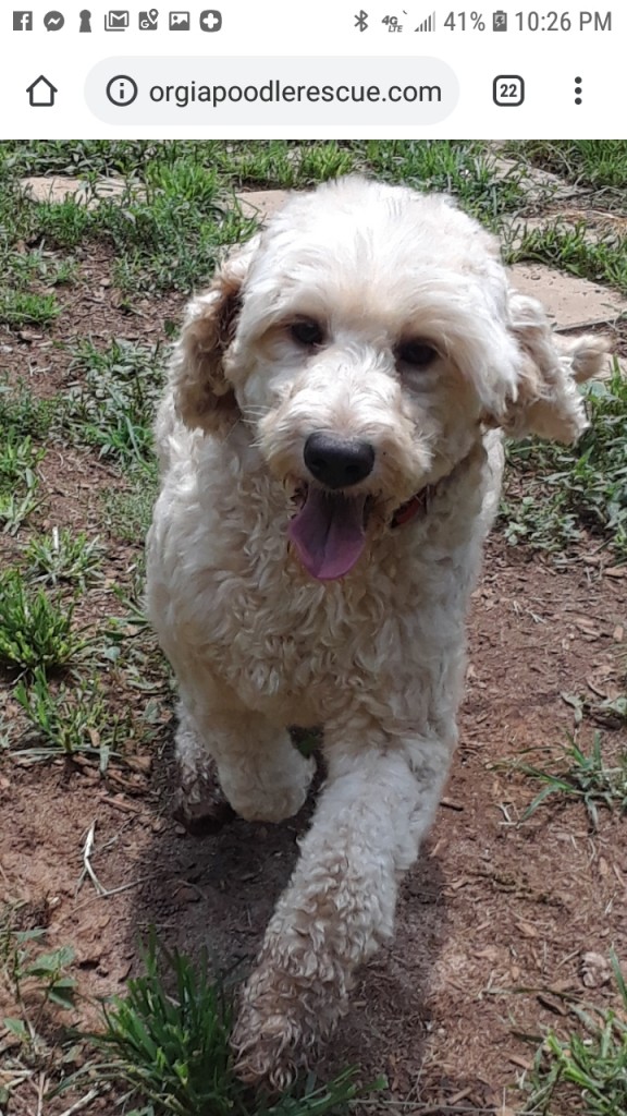 ADOPTED!!! | Georgia Poodle Rescue