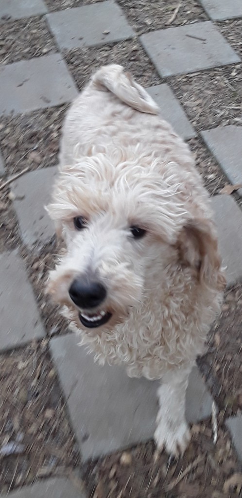 AVAILABLE DOGS!!! | Georgia Poodle Rescue