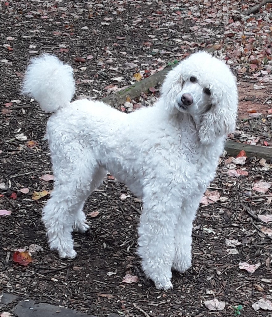 AVAILABLE DOGS!!! | Georgia Poodle Rescue