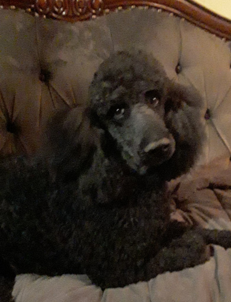 AVAILABLE DOGS!!! | Georgia Poodle Rescue