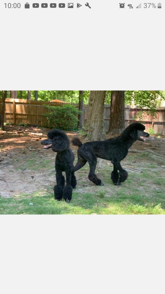AVAILABLE DOGS!!! | Georgia Poodle Rescue