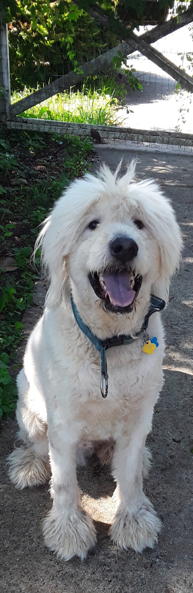 AVAILABLE DOGS!!! | Georgia Poodle Rescue