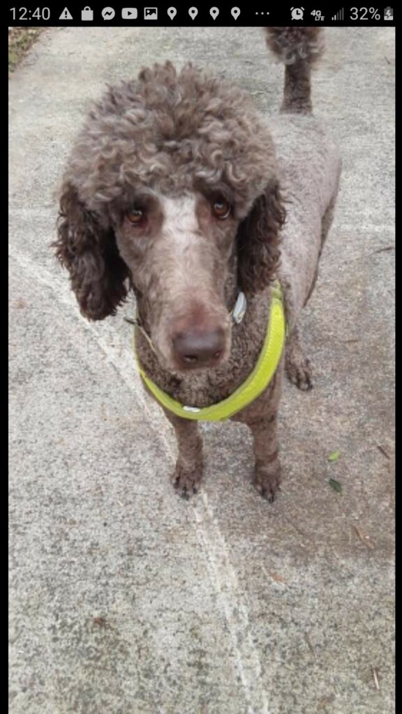 AVAILABLE DOGS!!! | Georgia Poodle Rescue