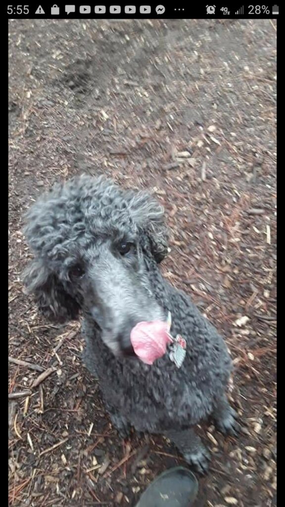 AVAILABLE DOGS!!! | Georgia Poodle Rescue
