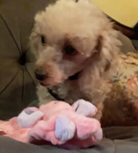 AVAILABLE DOGS!!! | Georgia Poodle Rescue