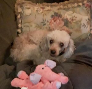AVAILABLE DOGS!!! | Georgia Poodle Rescue