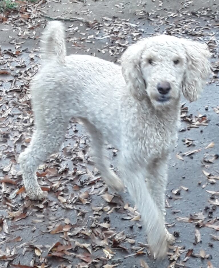 AVAILABLE DOGS!!! | Georgia Poodle Rescue