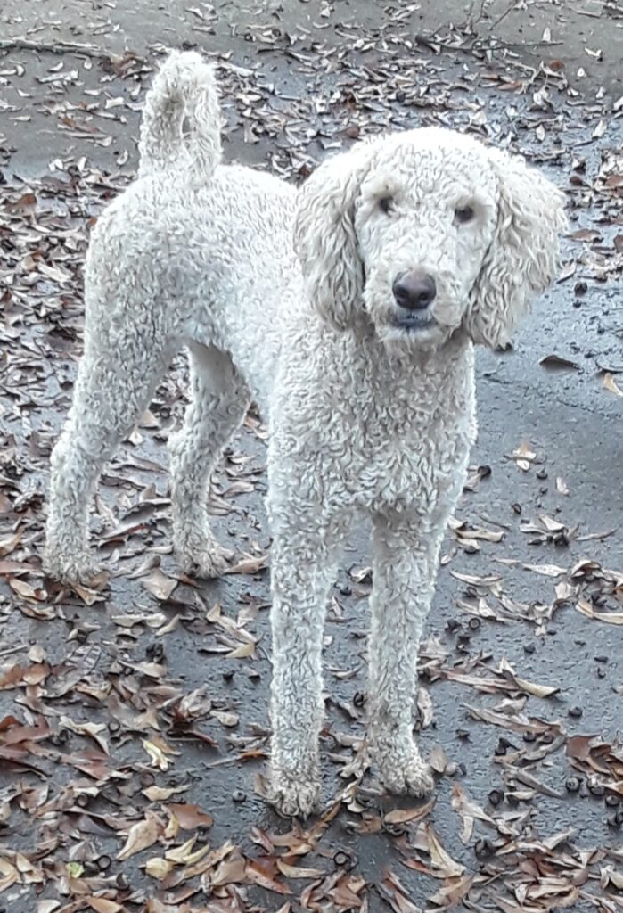 AVAILABLE DOGS!!! | Georgia Poodle Rescue