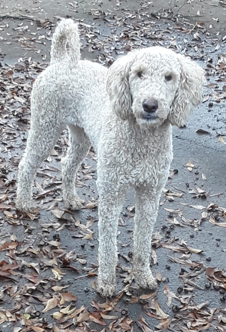 AVAILABLE DOGS!!! | Georgia Poodle Rescue