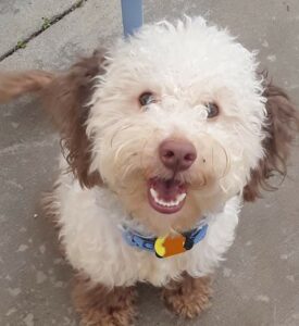 AVAILABLE DOGS!!! | Georgia Poodle Rescue