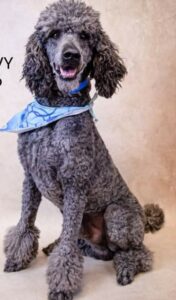 AVAILABLE DOGS!!! | Georgia Poodle Rescue
