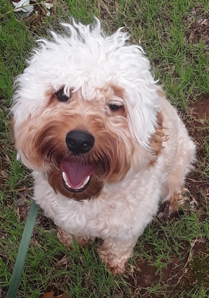 AVAILABLE DOGS!!! | Georgia Poodle Rescue