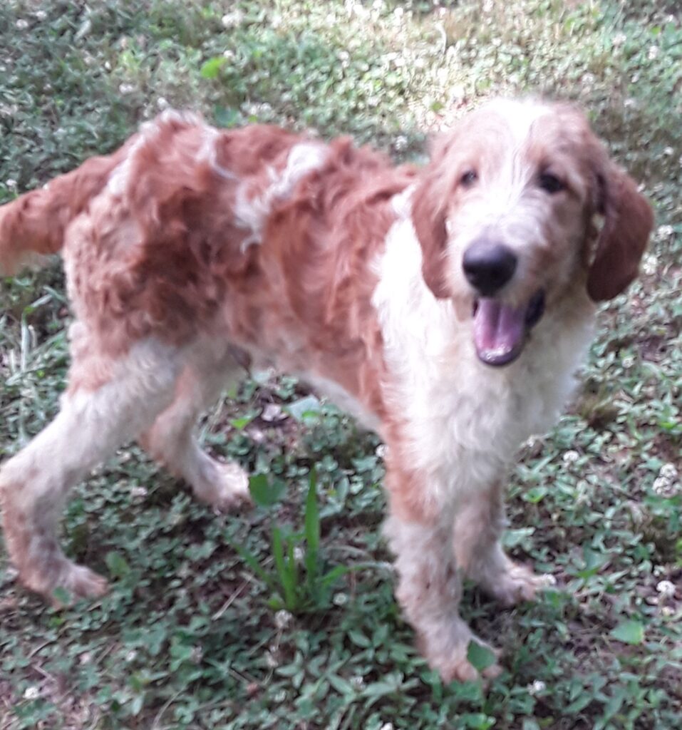 AVAILABLE DOGS!!! | Georgia Poodle Rescue