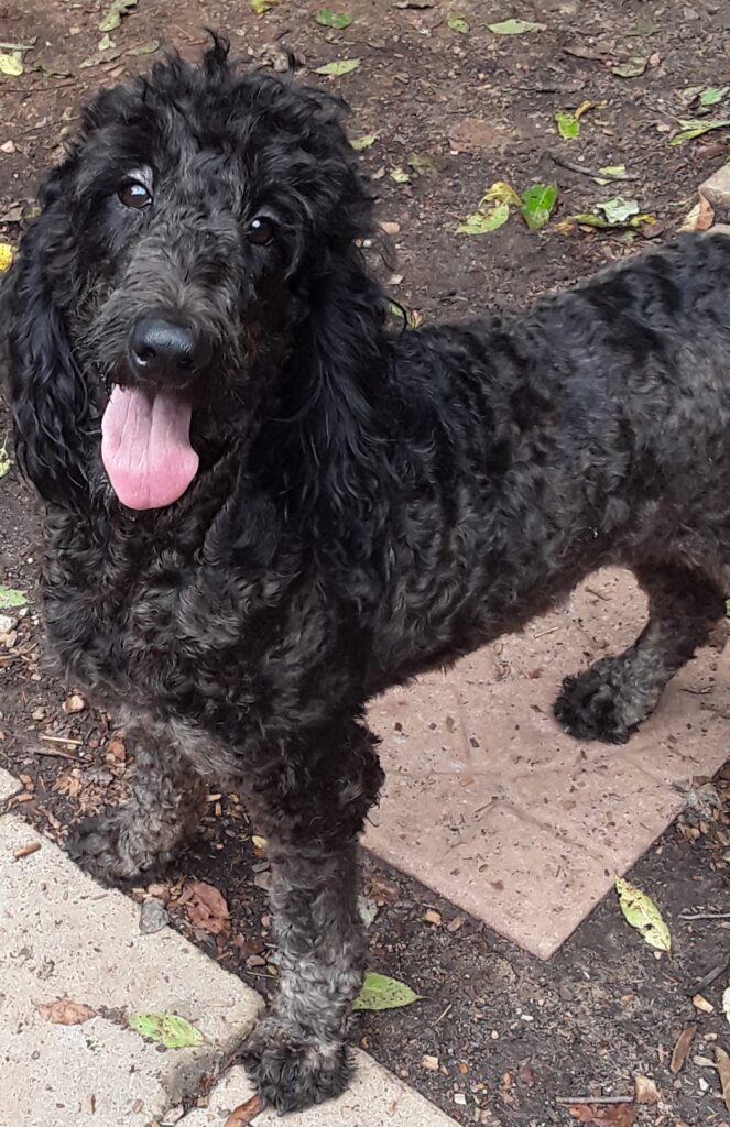 AVAILABLE DOGS!!! | Georgia Poodle Rescue