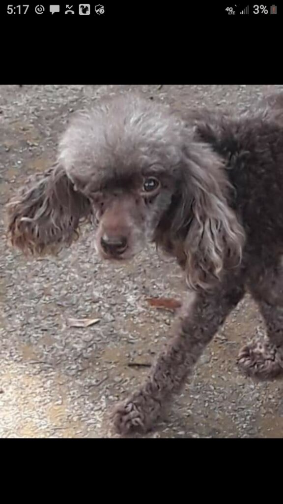 AVAILABLE DOGS!!! | Georgia Poodle Rescue