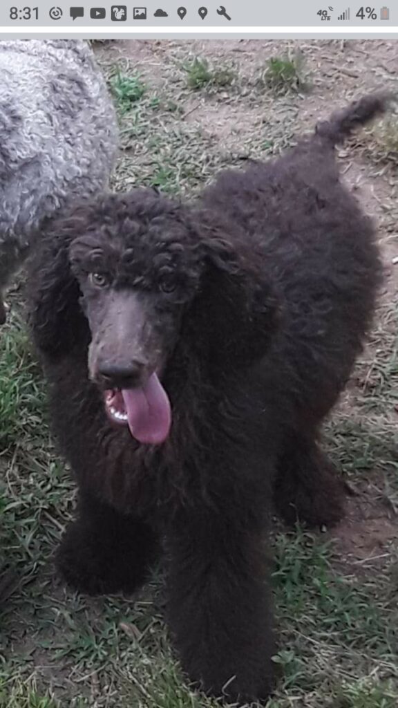 AVAILABLE DOGS!!! | Georgia Poodle Rescue