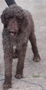 AVAILABLE DOGS!!! | Georgia Poodle Rescue