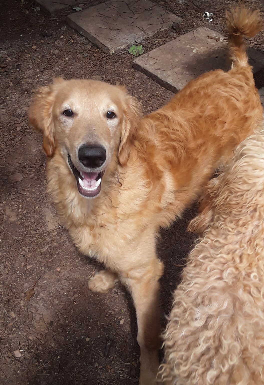 AVAILABLE DOGS!!! | Georgia Poodle Rescue