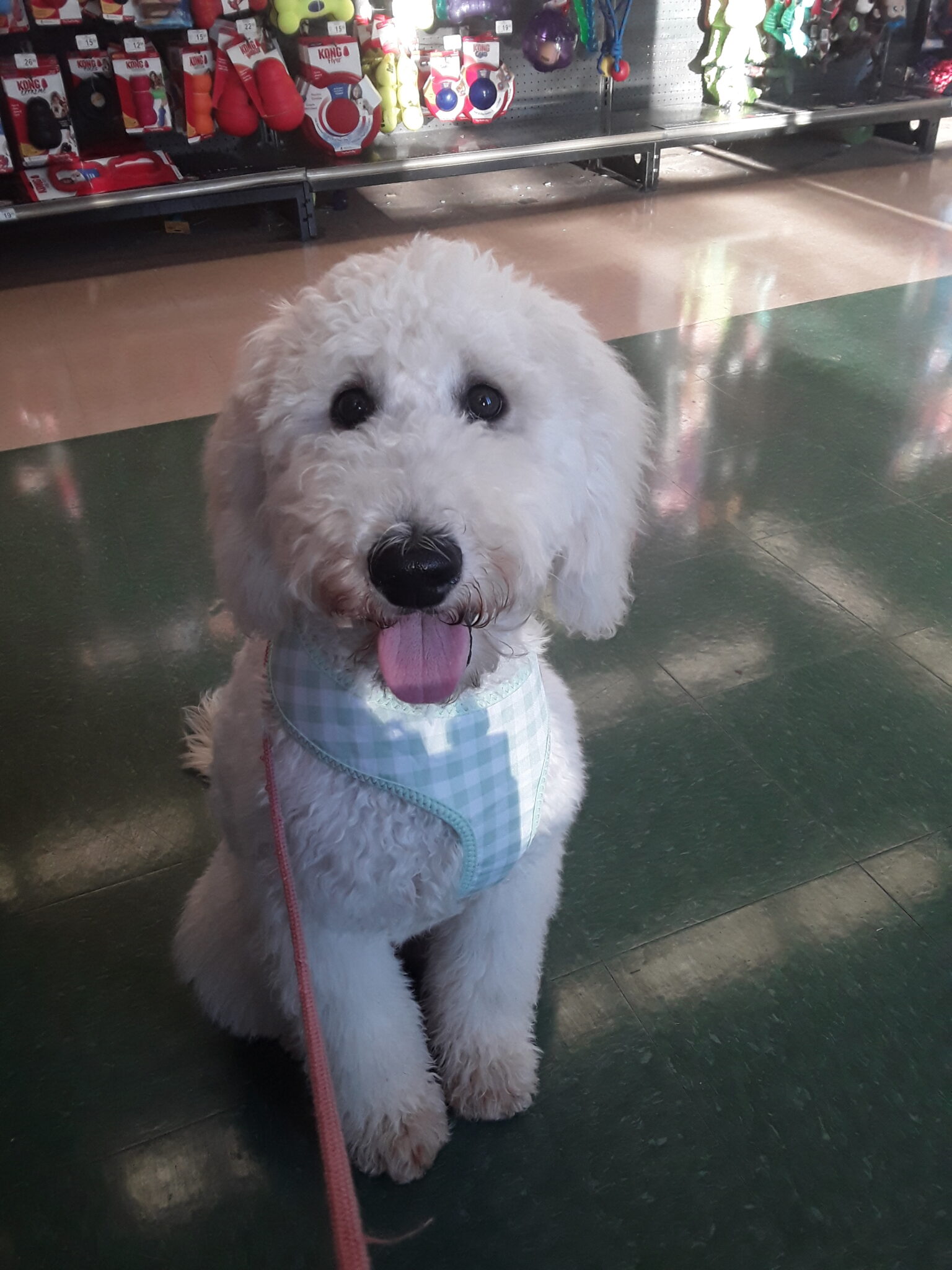 AVAILABLE DOGS!!! | Georgia Poodle Rescue