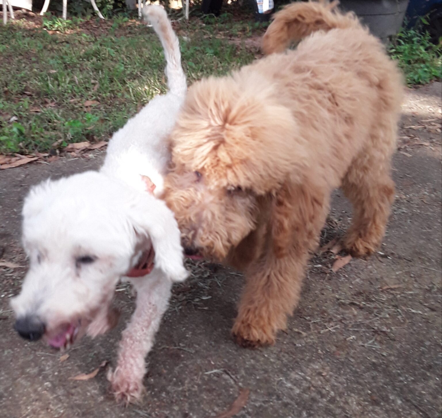 AVAILABLE DOGS!!! | Georgia Poodle Rescue