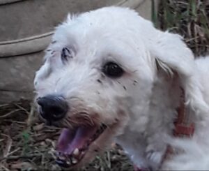 AVAILABLE DOGS!!! | Georgia Poodle Rescue