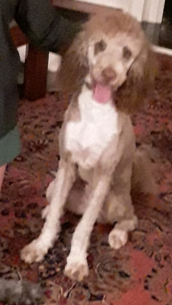 AVAILABLE DOGS!!! | Georgia Poodle Rescue