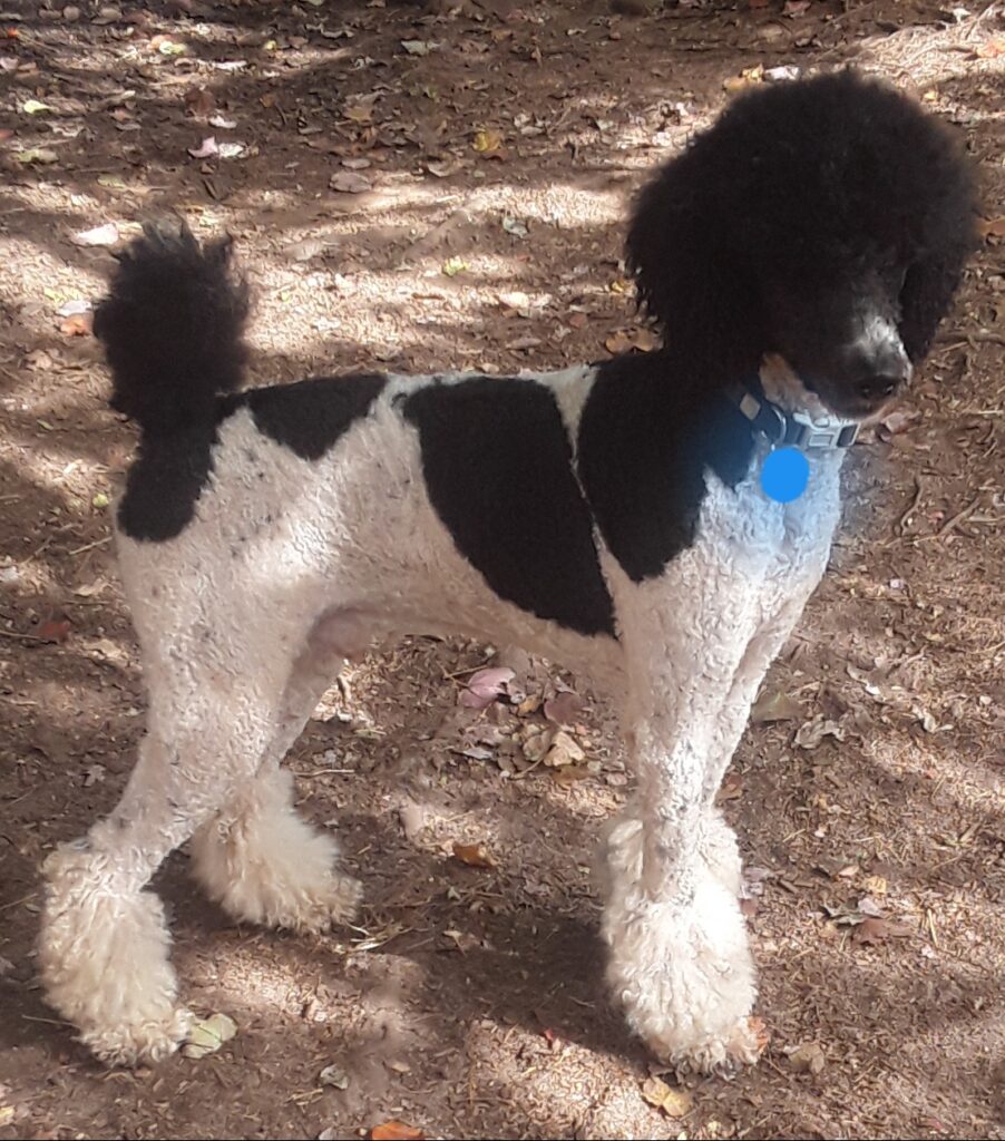 AVAILABLE DOGS!!! | Georgia Poodle Rescue