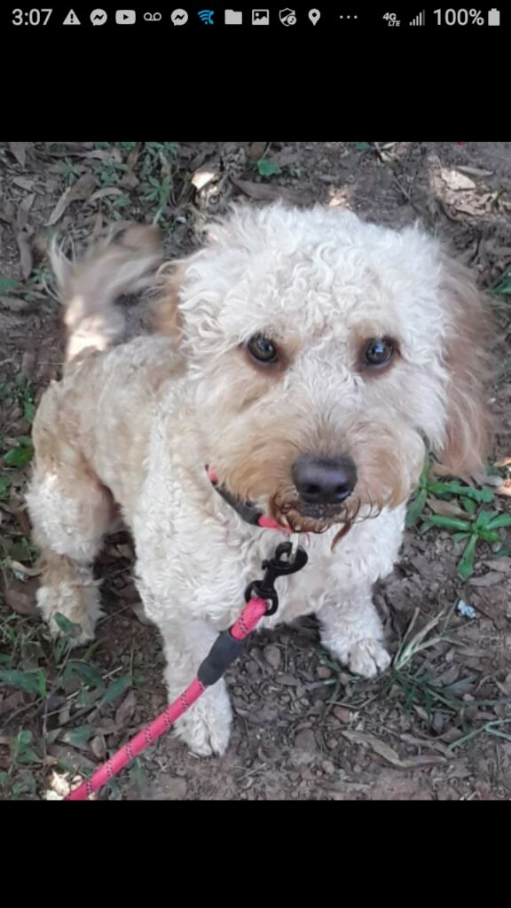 AVAILABLE DOGS!!! | Georgia Poodle Rescue