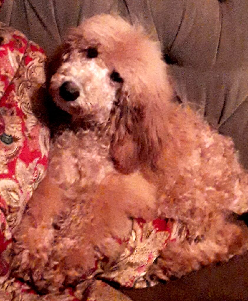 AVAILABLE DOGS!!! | Georgia Poodle Rescue