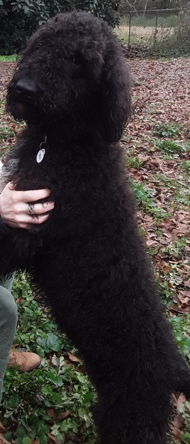 AVAILABLE DOGS!!! | Georgia Poodle Rescue